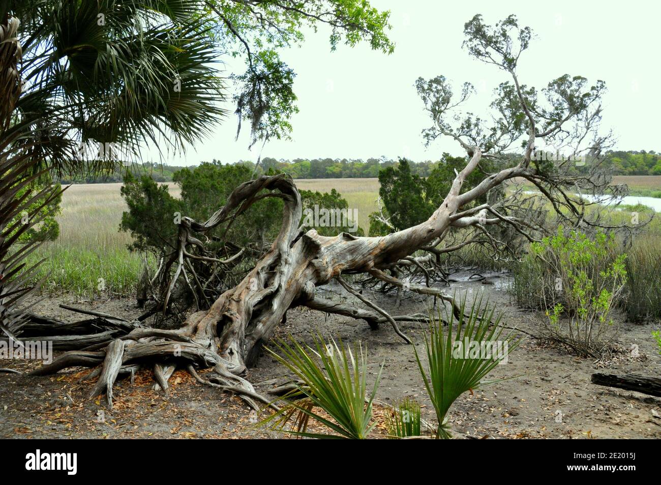 Dead tree on the ground hi-res stock photography and images - Alamy