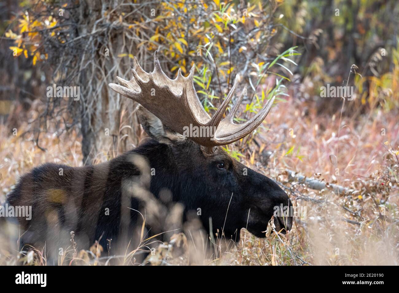 Bull moose in the woods hi-res stock photography and images - Alamy