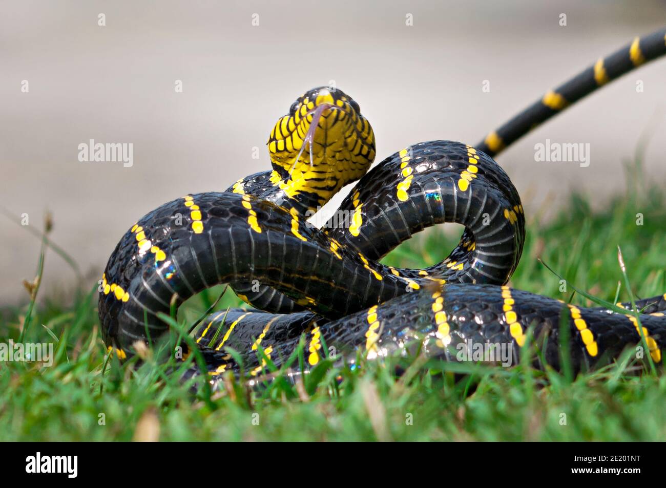 Boiga dendrophila, commonly called the mangrove snake or the gold ...