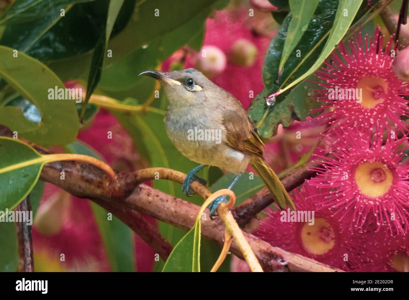 Honey Eater bird amongst a tree Stock Photo - Alamy