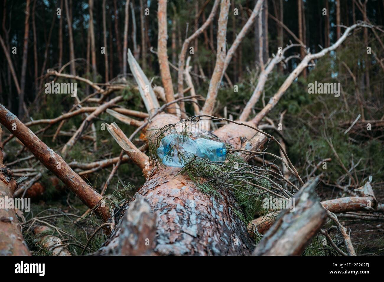 Environmental issues, problems. Plastic bottle in trunk of pine fallen ...