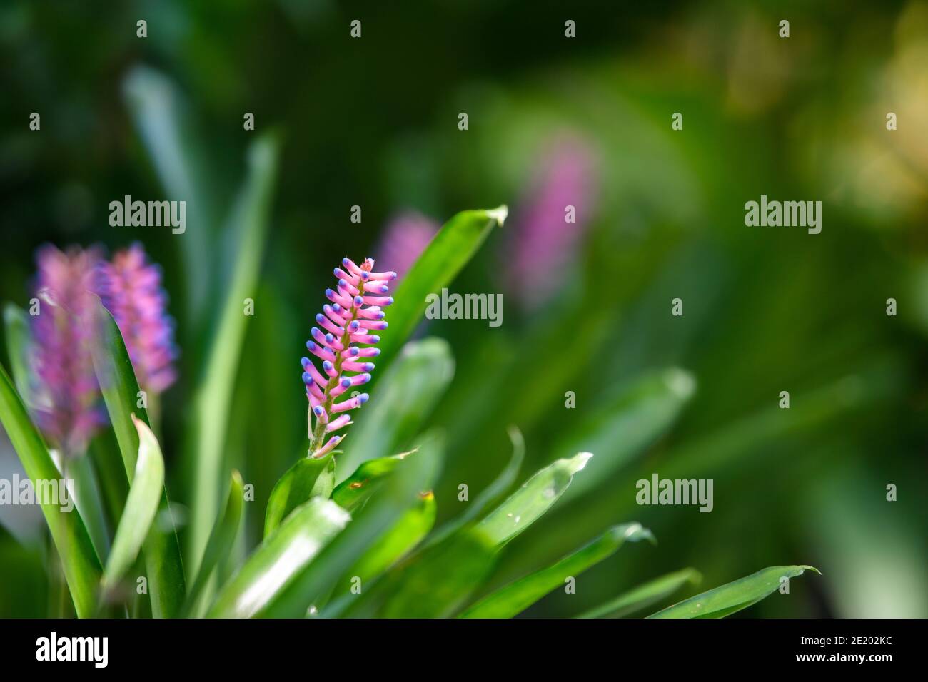 Aechmea gamosepala in garden for decorative home and office Stock Photo ...