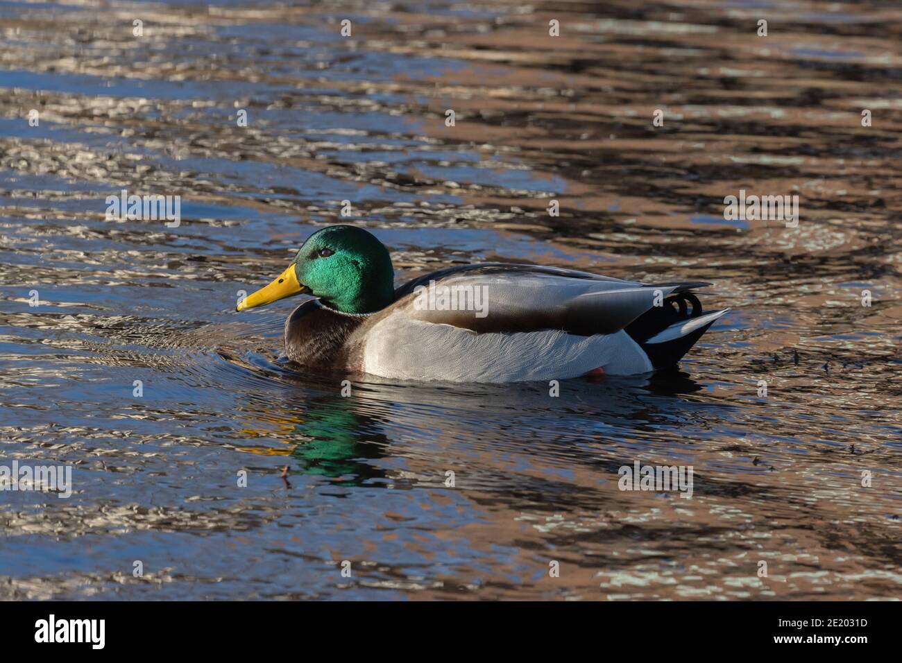 Mallard detail hi-res stock photography and images - Alamy