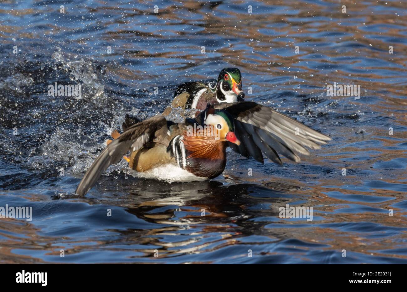 Male duck chasing hi-res stock photography and images - Alamy