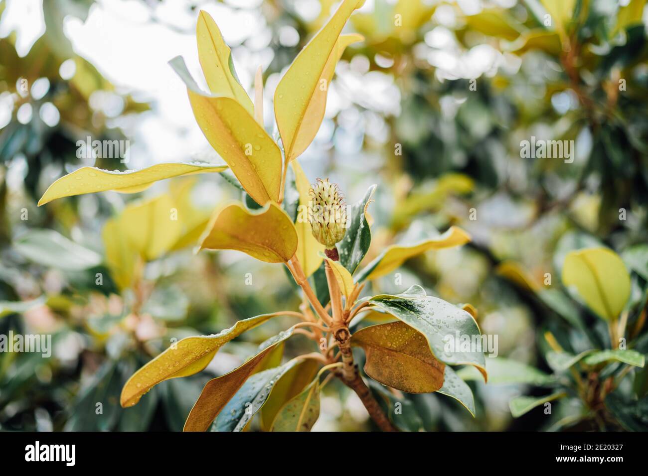 Magnolia grandiflora branches hi-res stock photography and images - Alamy