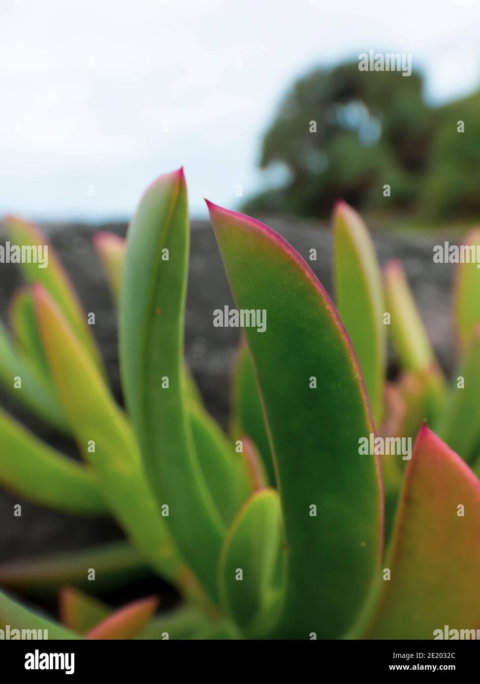 Pig plant hi-res stock photography and images - Alamy