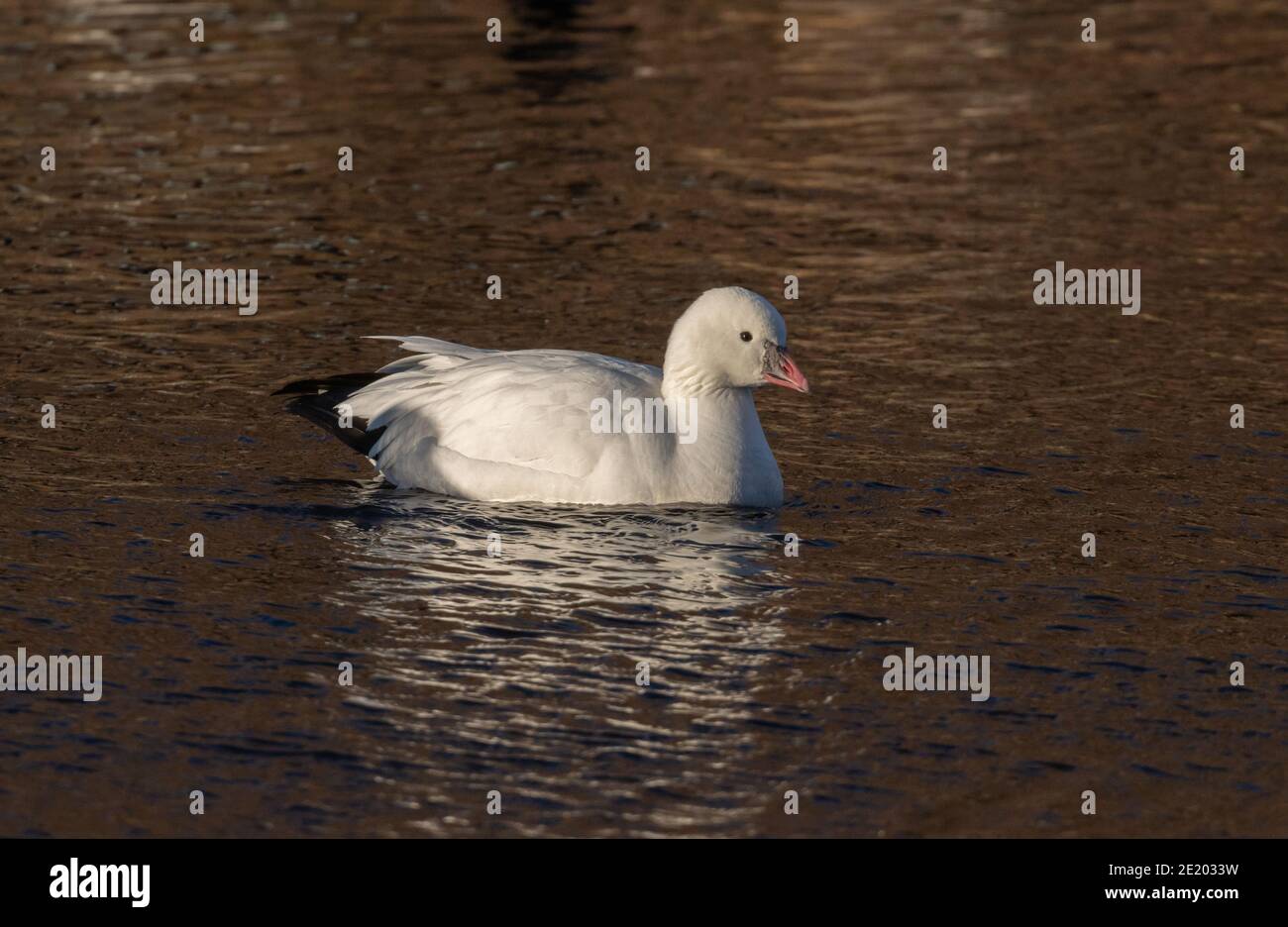 Rosss goose hi-res stock photography and images - Alamy