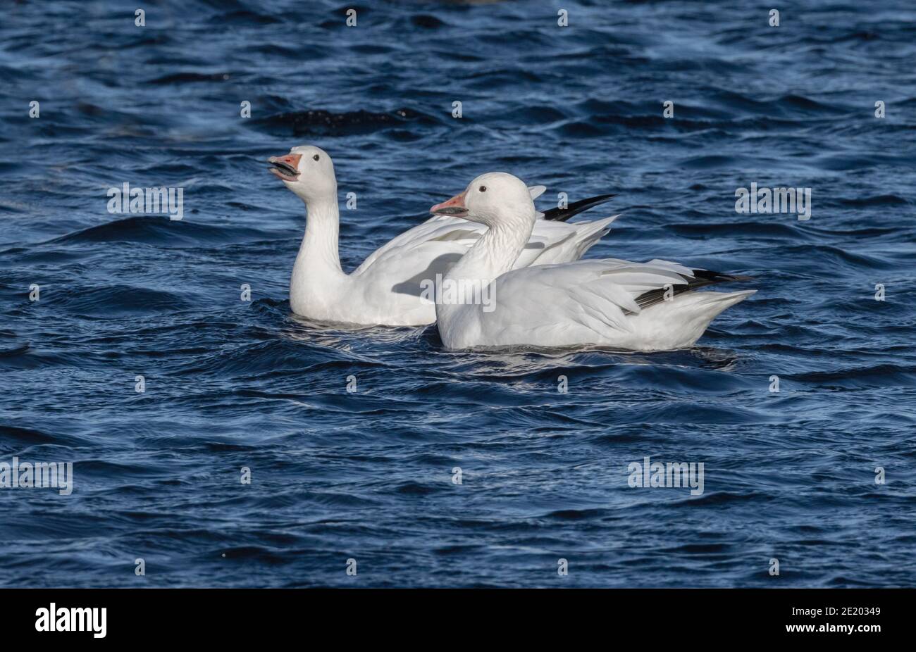 Snow goose water hi-res stock photography and images - Alamy