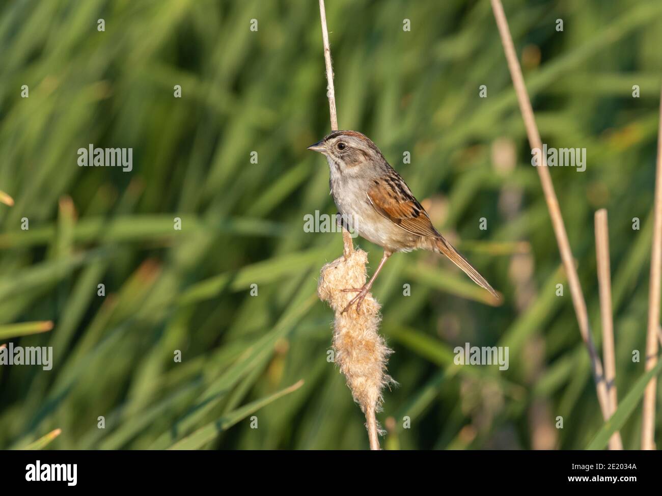 Swamp sparrow hi-res stock photography and images - Alamy