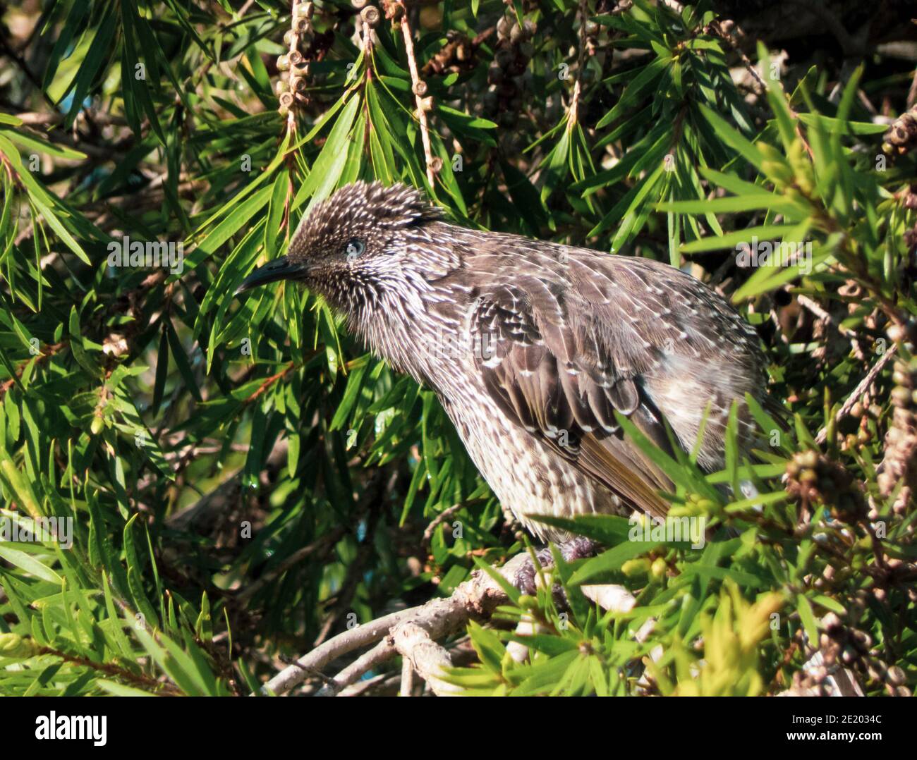 A telephoto shot of a Wattle Bird in a tree Stock Photo - Alamy