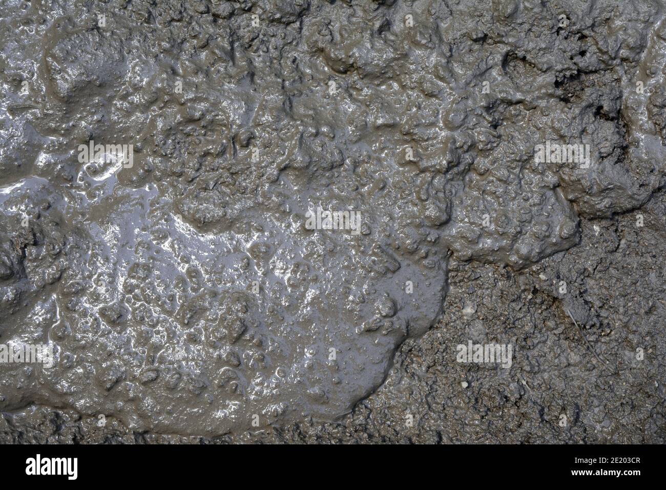 Mud texture or wet gray soil as natural background Stock Photo - Alamy