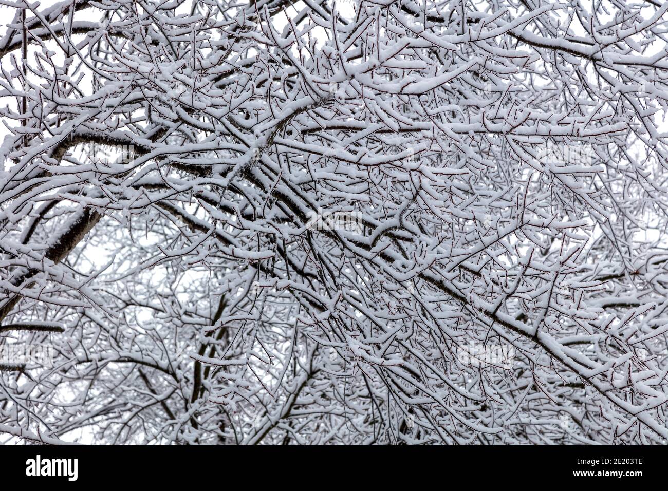Snow-covered branches of tree, Eastern USA, by James D Coppinger ...