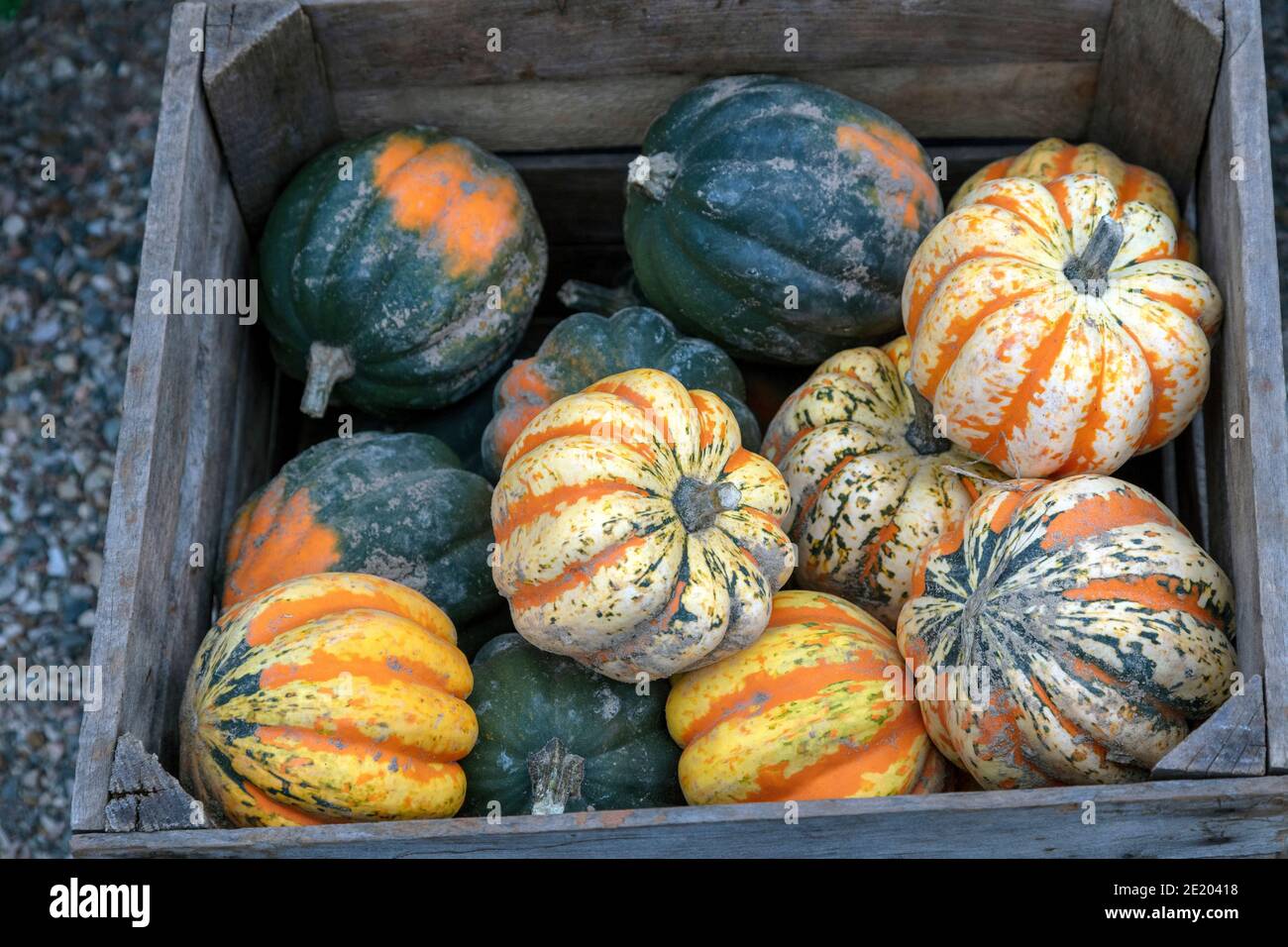 Colorful squash, gourds, Autumn, Market, E USA, by James D Coppinger ...