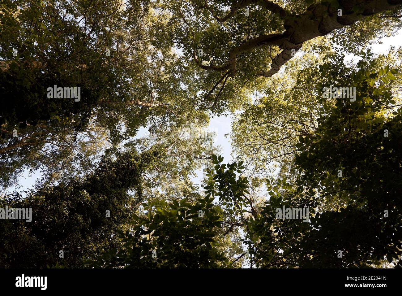 Ivy clad tree trunks hi-res stock photography and images - Alamy