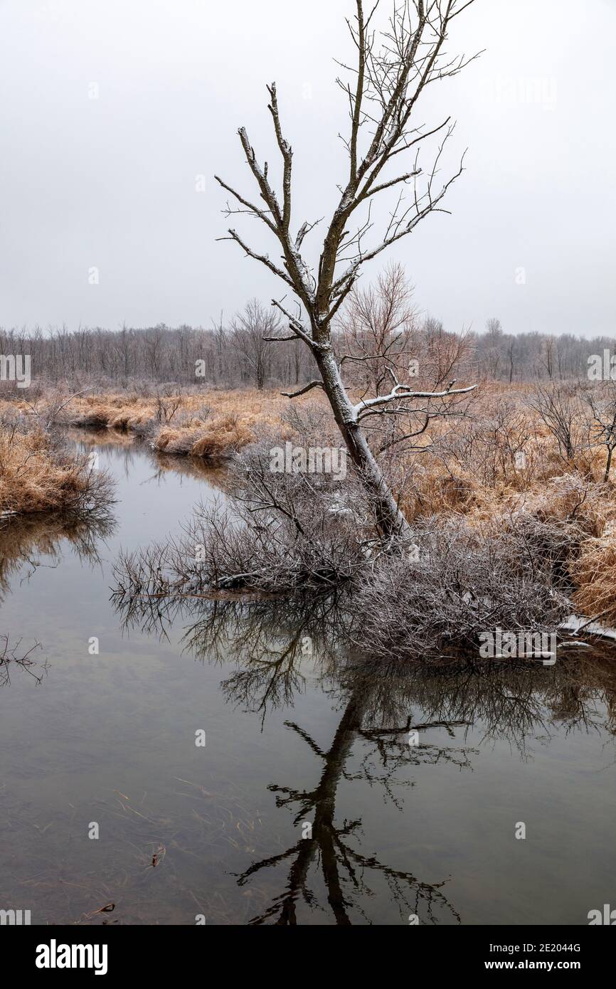 Stream flowing through open wetland meadow, Winter, E USA, by James D ...