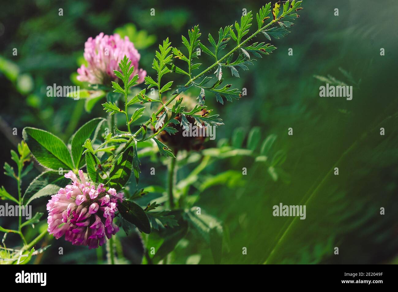 Red Clover Flower Blooming in Summer Meadow Stock Photo - Alamy
