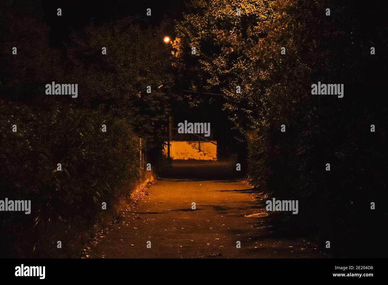 Scary Mysterious night Trees Gateway with Orange lantern Stock Photo ...