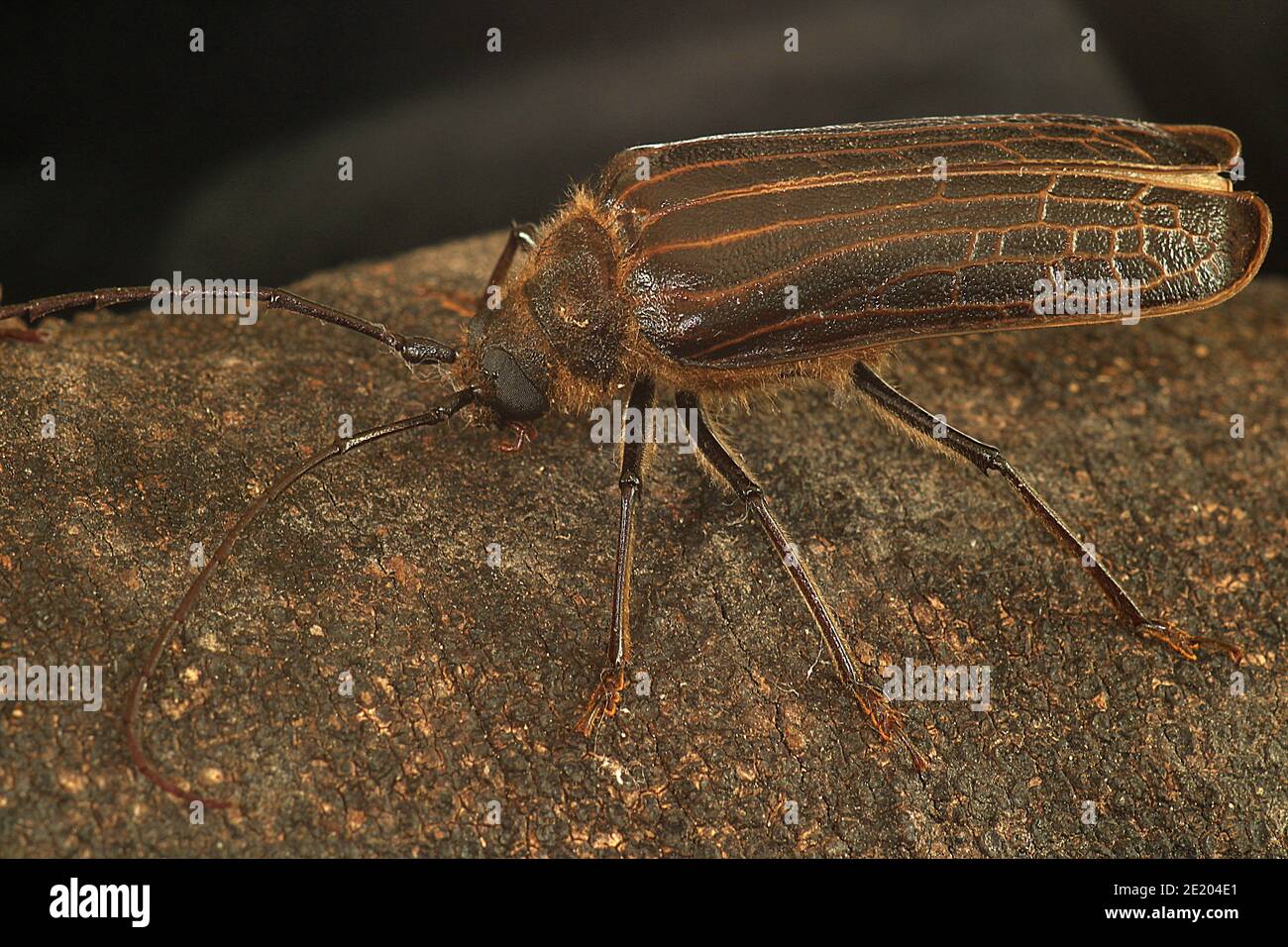 New Zealand huhu beetle (Prionoplus reticularis Stock Photo - Alamy