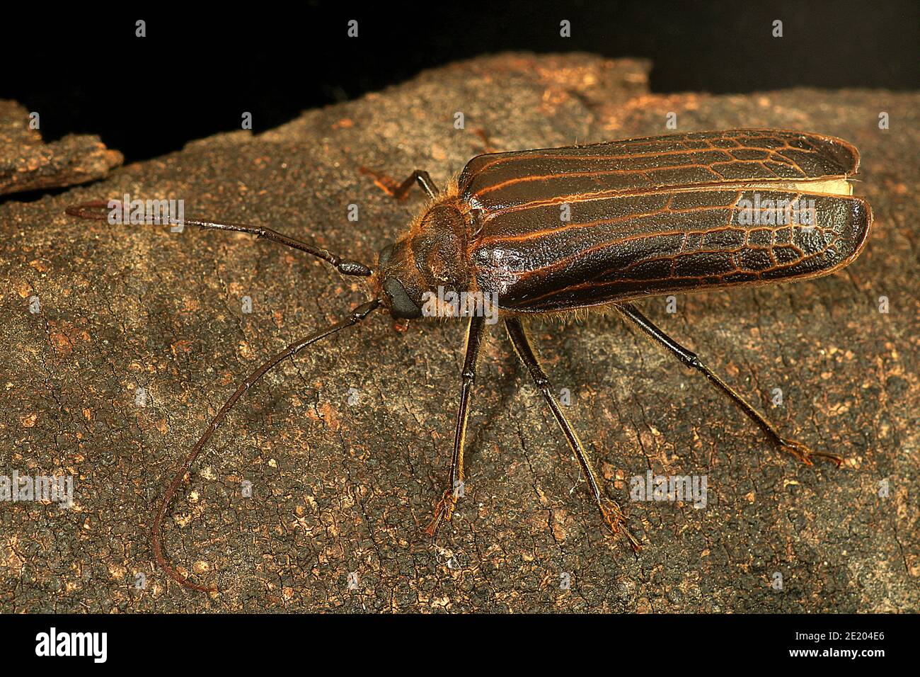 New Zealand huhu beetle (Prionoplus reticularis Stock Photo - Alamy