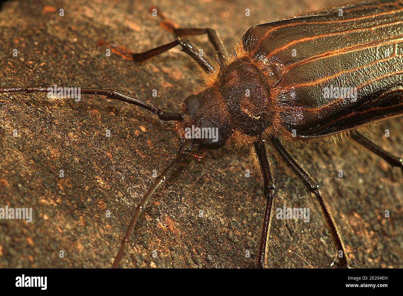 New Zealand huhu beetle (Prionoplus reticularis Stock Photo - Alamy
