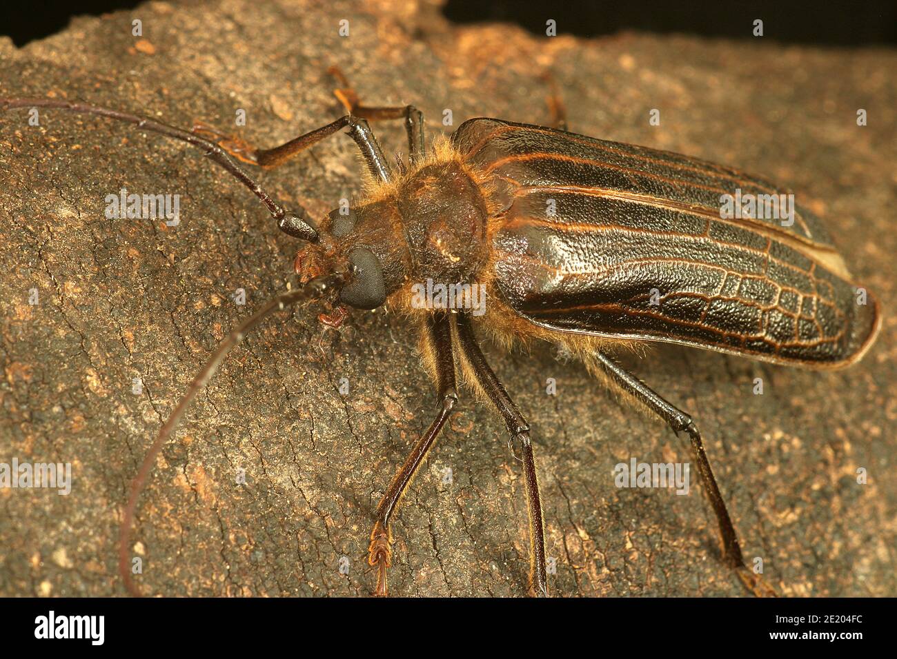 New Zealand huhu beetle (Prionoplus reticularis Stock Photo - Alamy