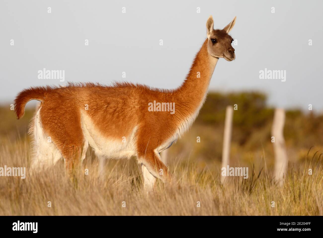 Guanico patagonia hi-res stock photography and images - Alamy