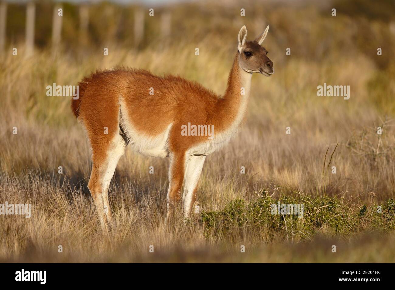 Guanico patagonia hi-res stock photography and images - Alamy