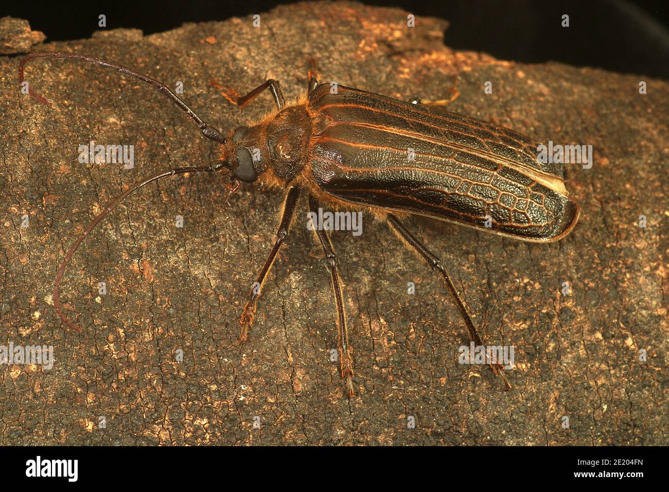 New Zealand huhu beetle (Prionoplus reticularis Stock Photo - Alamy