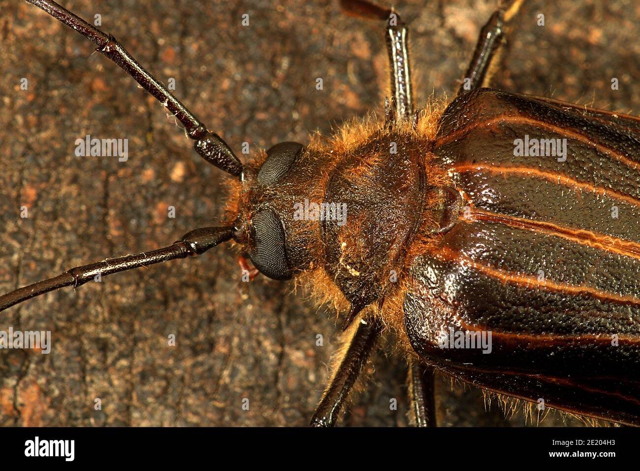 New Zealand huhu beetle (Prionoplus reticularis Stock Photo - Alamy