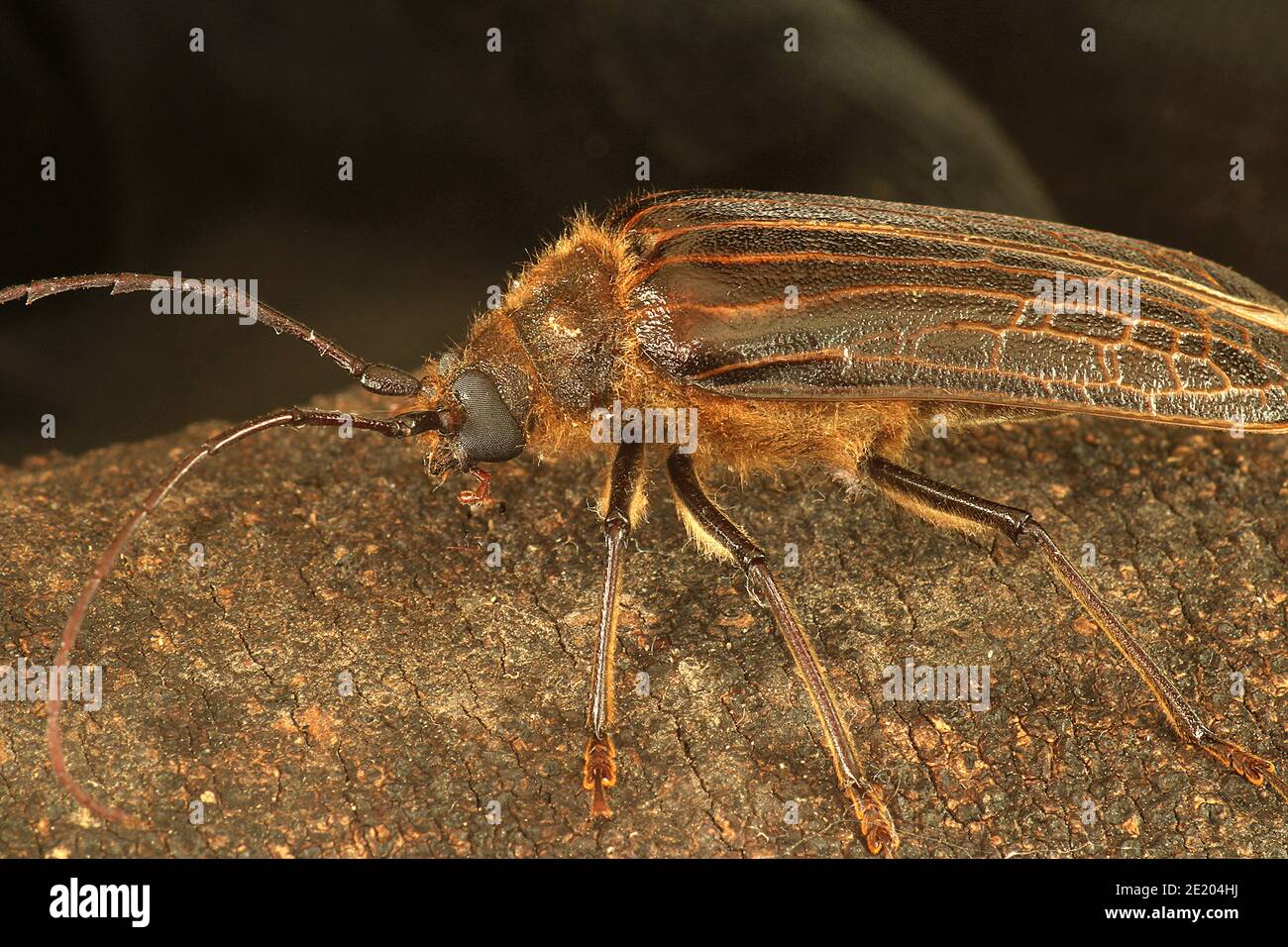 New Zealand huhu beetle (Prionoplus reticularis Stock Photo - Alamy