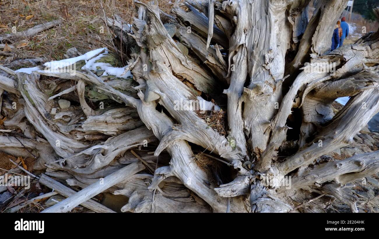 Eroded root system at Cooper Lake, NY Stock Photo - Alamy