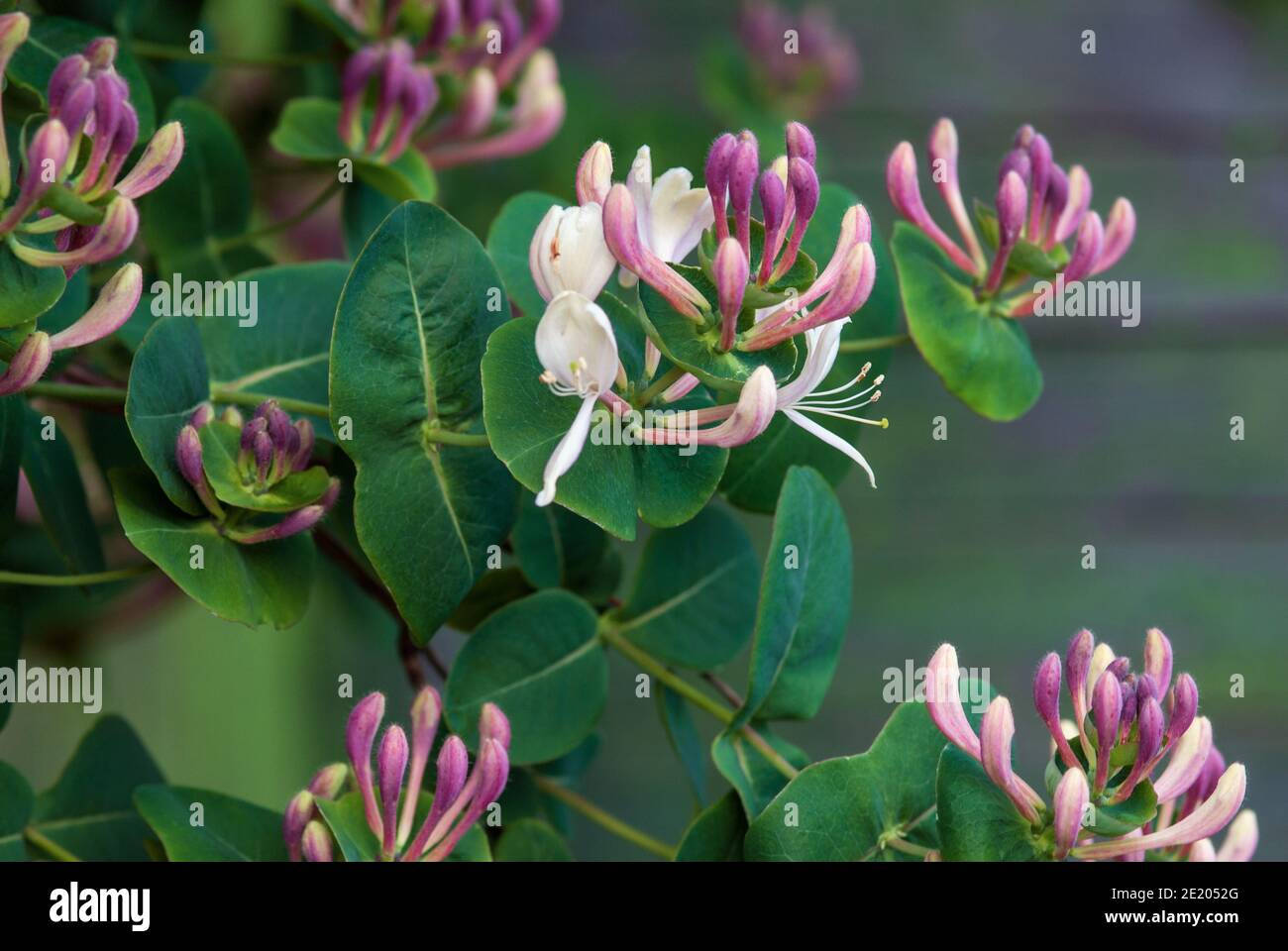 Perfoliate Honeysuckle Lonicera Caprifolium High Resolution Stock ...