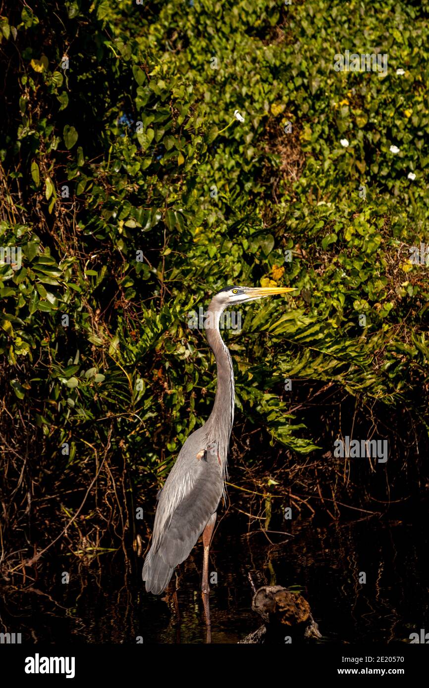 Great Blue Heron Ardea herodias on the roots of a mangrove tree along ...