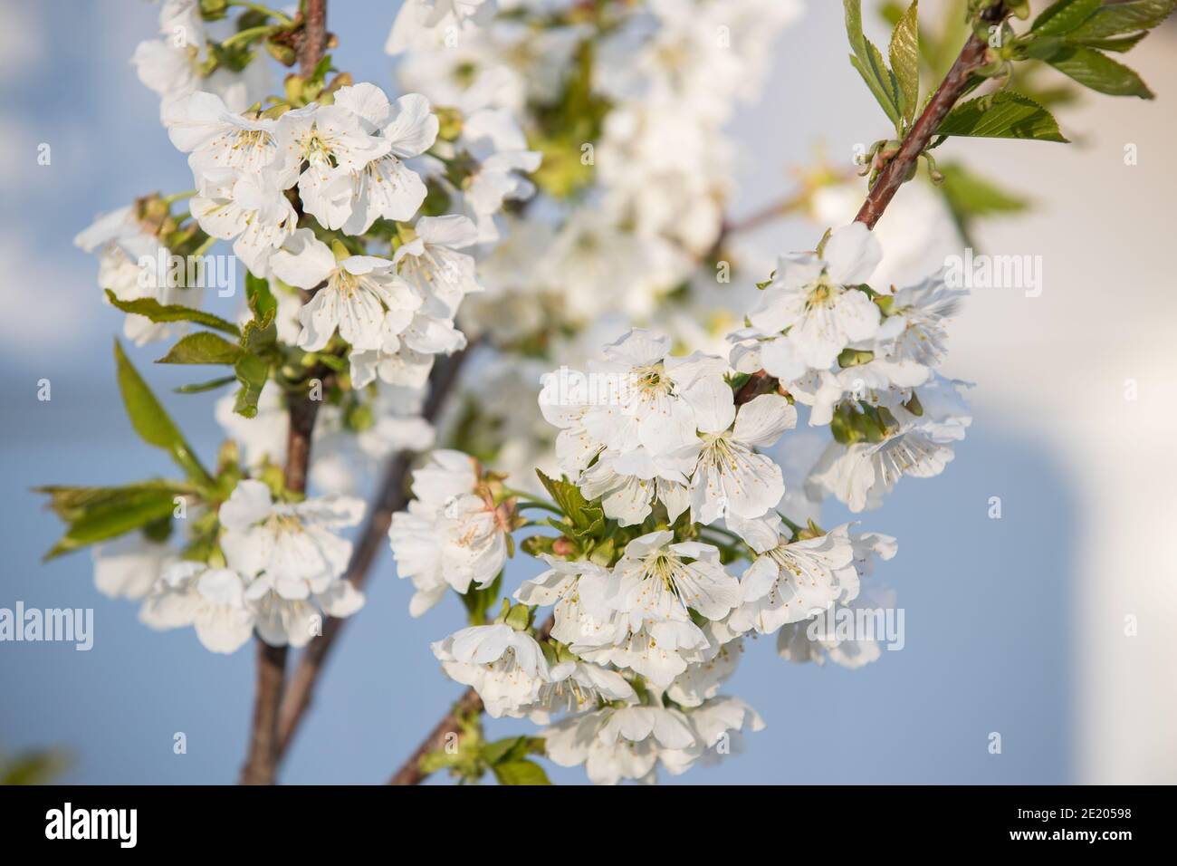 Cherry tree close hi-res stock photography and images - Alamy
