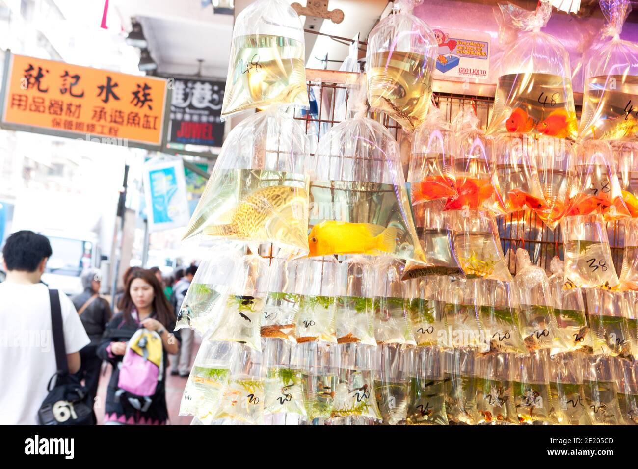Tung Choi Street, locally known as Goldfish Street is lined by Aquarium ...