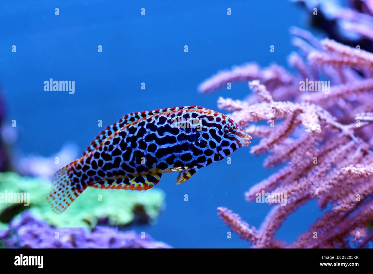 Blackspotted female Leopard wrasse fish Stock Photo - Alamy