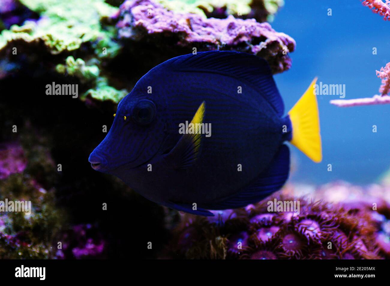 Zebrasoma xanthurum - Yellowtail purple tang fish Stock Photo - Alamy