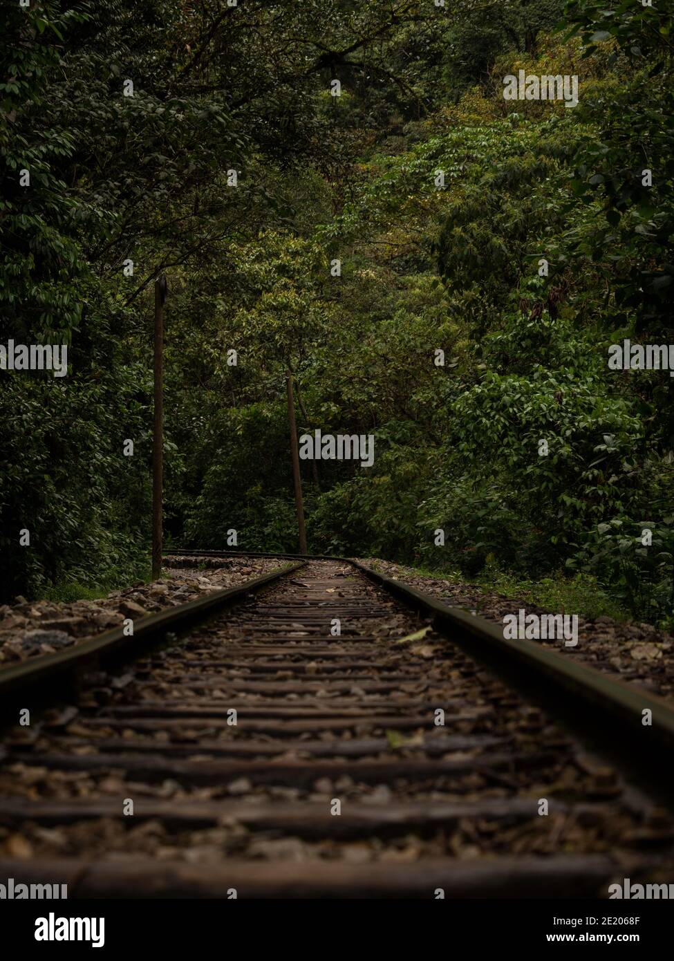 Railway train tracks in green forest jungle rainforest nature landscape ...