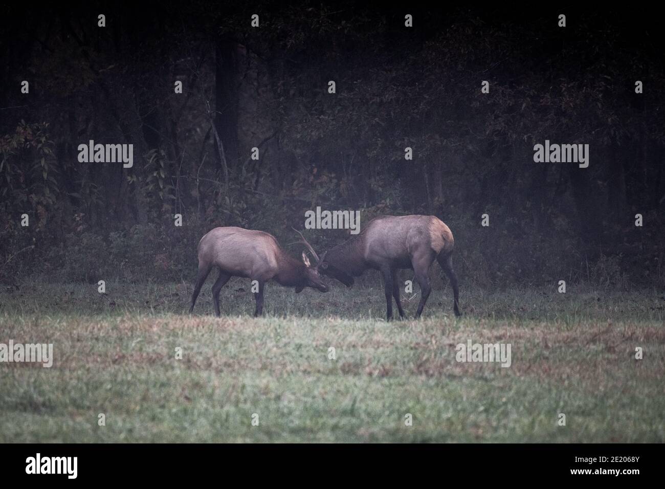 Two elk mating elk in hi-res stock photography and images - Alamy