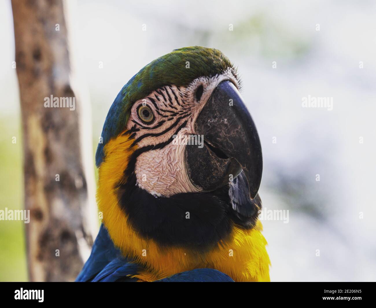 Closeup head face portrait of blue-and-yellow macaw Ara ararauna colorful parrot bird wildlife ...