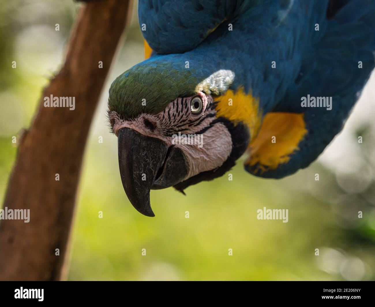 Closeup head face portrait of blue-and-yellow macaw Ara ararauna colorful parrot bird wildlife ...