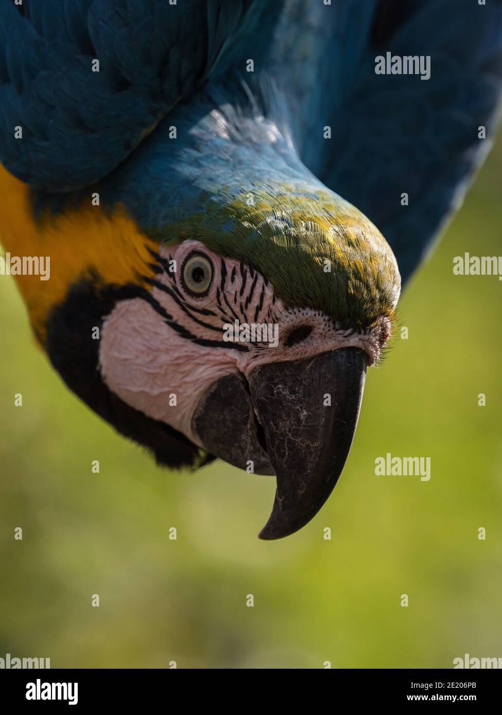 Closeup head face portrait of blue-and-yellow macaw Ara ararauna colorful parrot bird wildlife ...