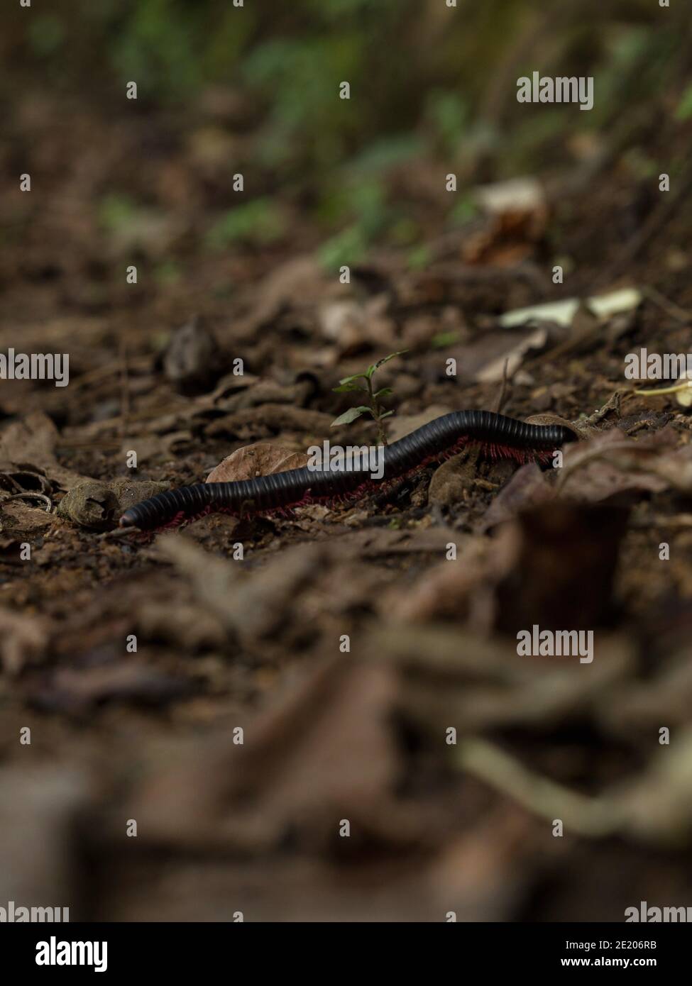 Detailed closeup macro of black red legged millipede arthropod ...