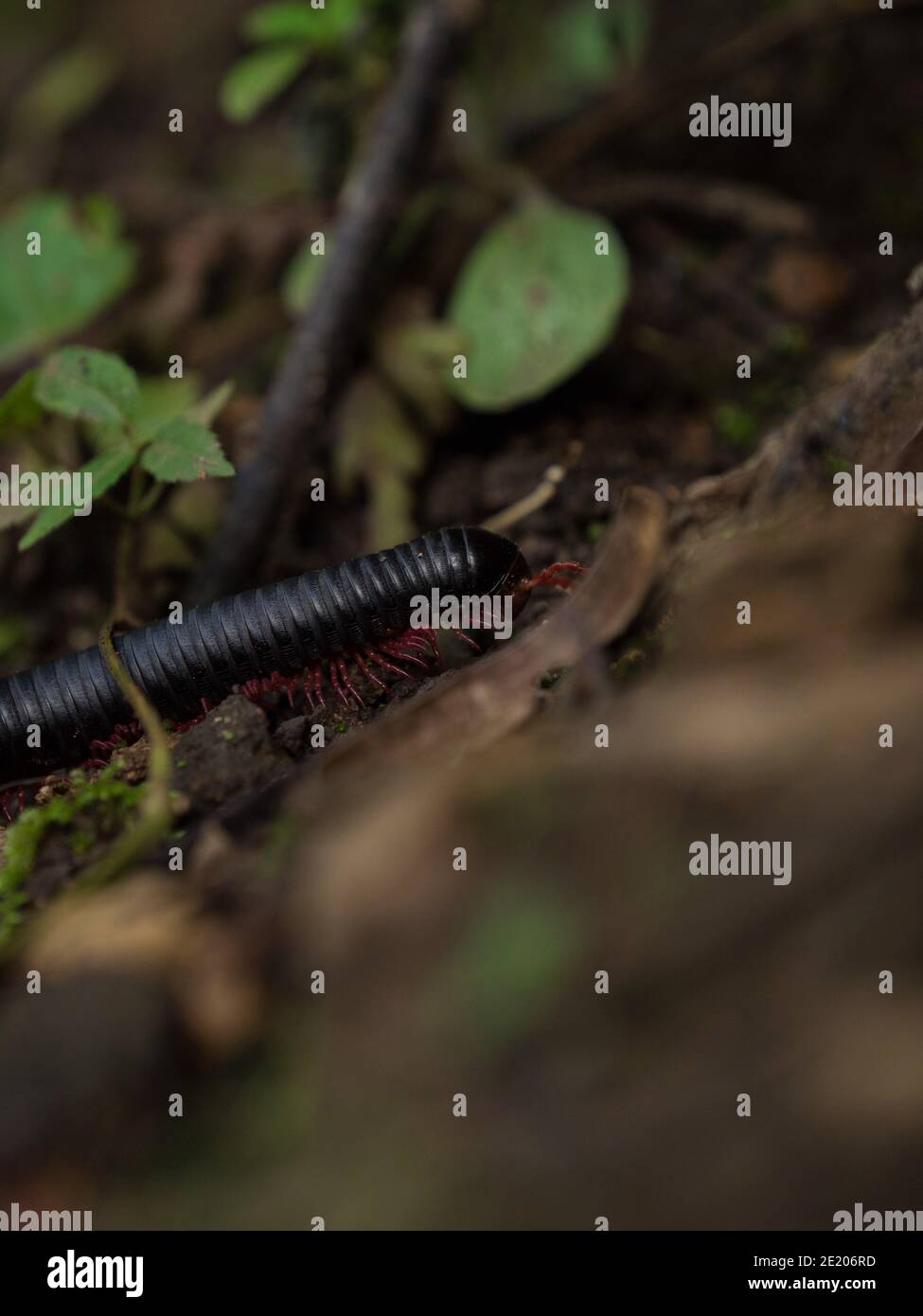 Detailed closeup macro of black red legged millipede arthropod ...