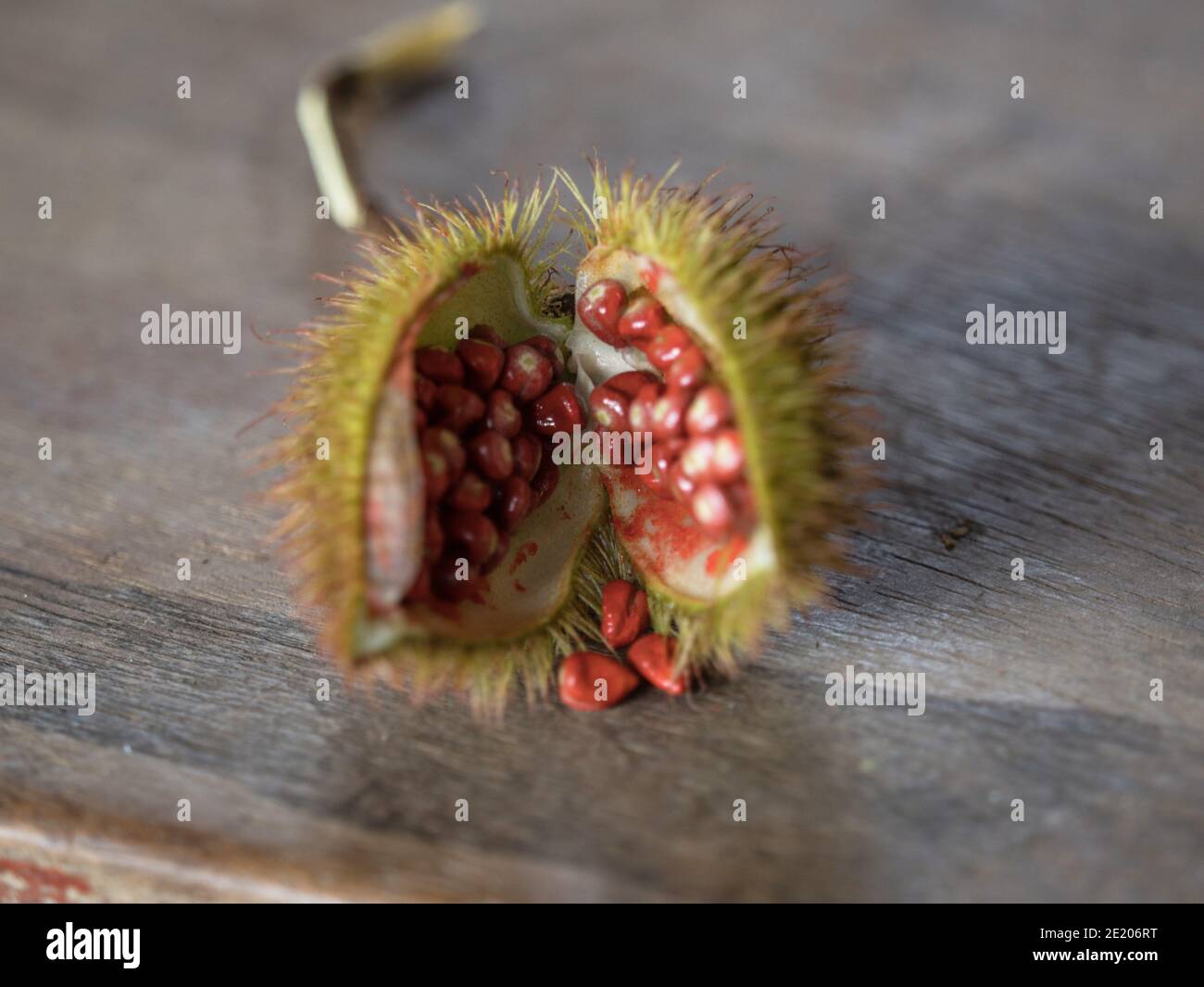 Inca the ma hi-res stock photography and images - Alamy