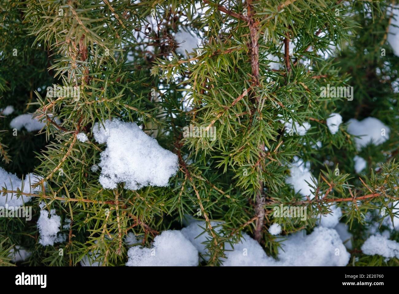Juniper covered with snow. Coniferous tree, shrub. Close-up. Background ...