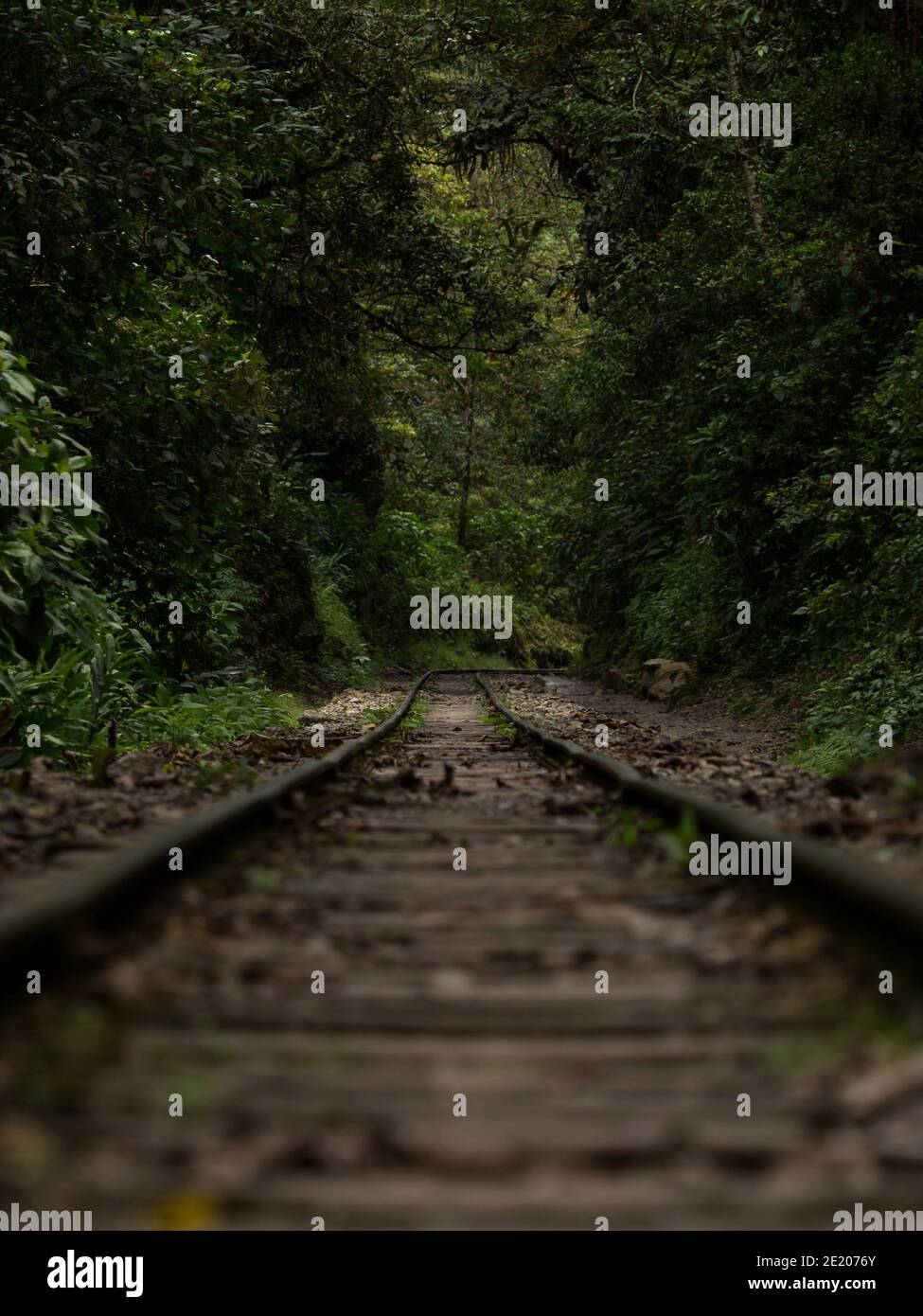 Railway train tracks in green forest jungle rainforest nature landscape ...