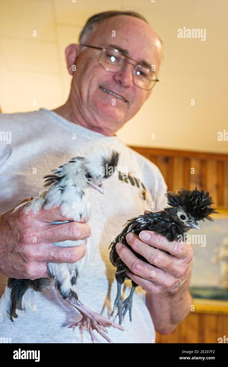 Alabama Stapleton man exotic Polish chickens holds holding Stock Photo ...