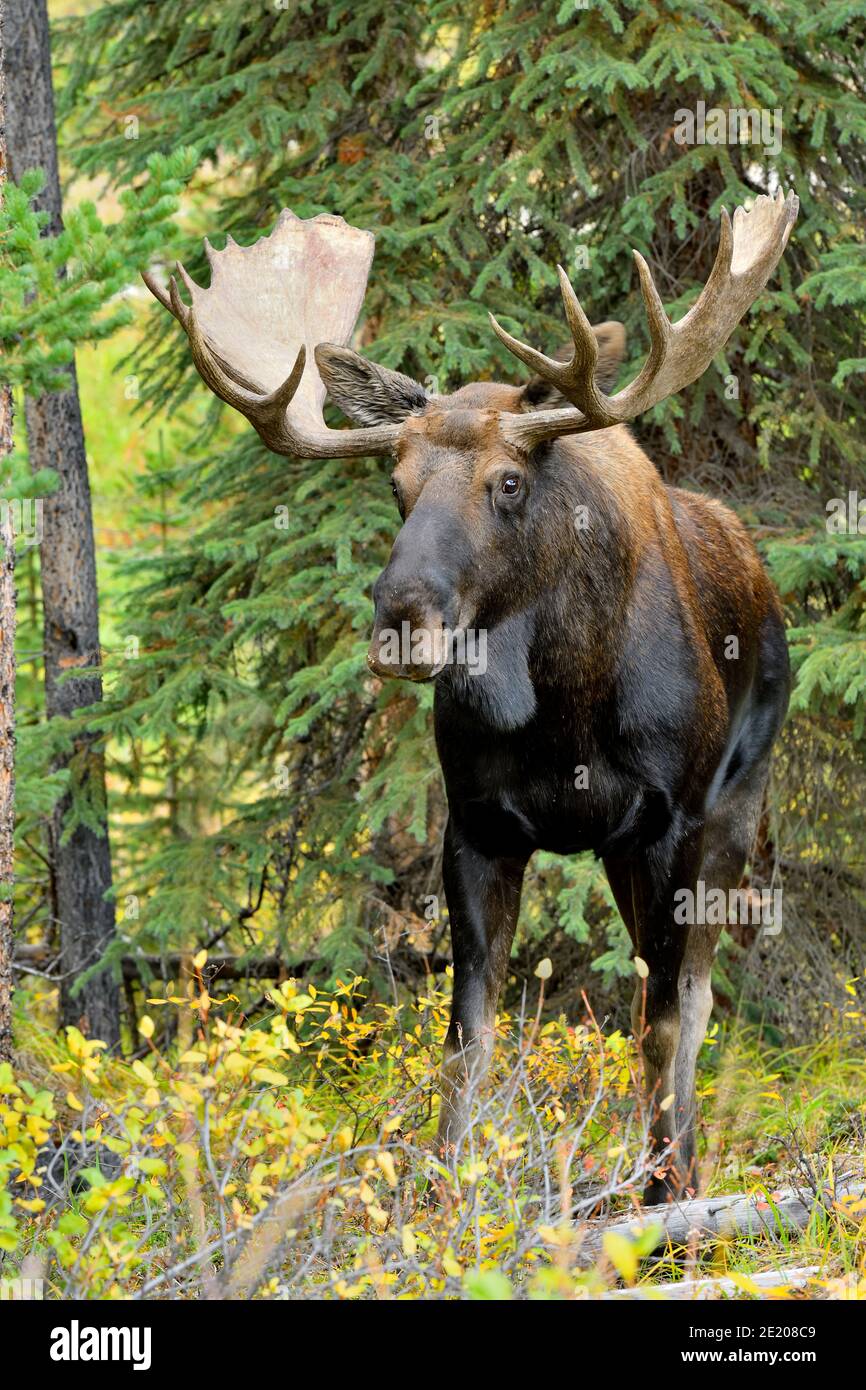 Moose canada hi-res stock photography and images - Alamy