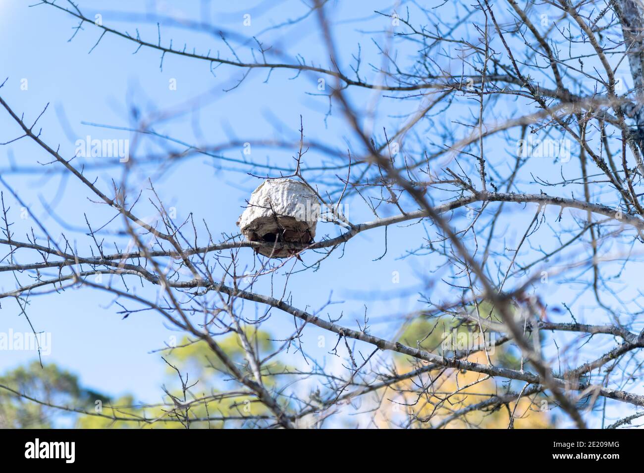 Toilet paper roll dry rot resting on branch in tree with blue sky Stock ...